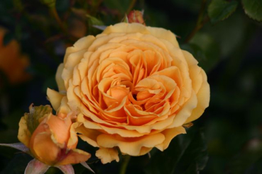 Rosensorten Duftrosen Am - Amadeus, Amadis, Amandine Chanel, Amarante ...