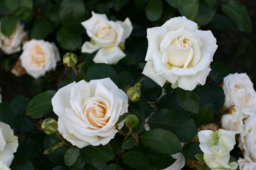 Rosensorten Duftrosen Am - Amadeus, Amadis, Amandine Chanel, Amarante ...