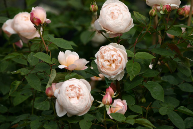 St.Cecilia® und andere Rosen kaufen Sie günstig im Online-Shop von ...