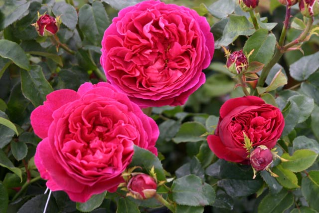 Othello® und andere Rosen kaufen Sie günstig im Online-Shop von Rosen ...