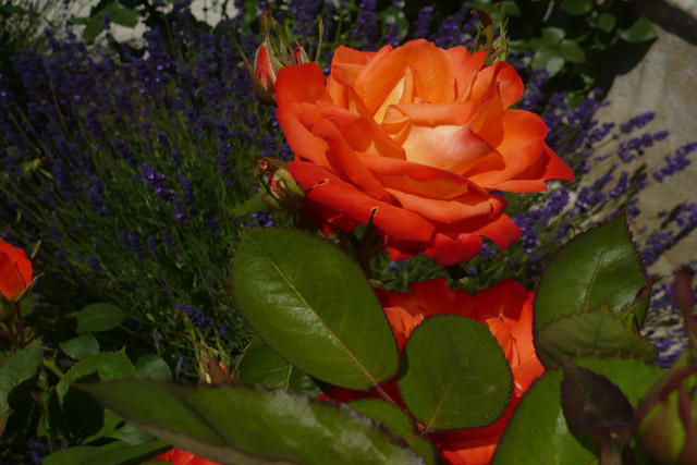 France Libre® und andere Rosen kaufen Sie günstig im Online-Shop von ...