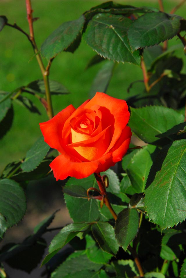 France Libre® und andere Rosen kaufen Sie günstig im Online-Shop von ...