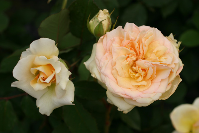 Sophia®Renaissance®, Rita Barbera® und andere Rosen kaufen Sie günstig ...