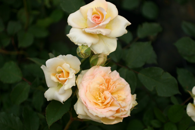 Sophia®Renaissance®, Rita Barbera® und andere Rosen kaufen Sie günstig ...